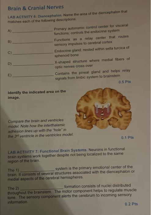 Solved Brain & Cranial Nerves LAB ACTIVITY 6: Diencephalon. | Chegg.com