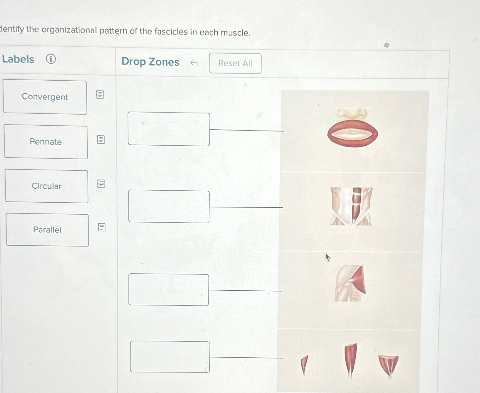 Solved dentify the organizational pattern of the fascicles | Chegg.com