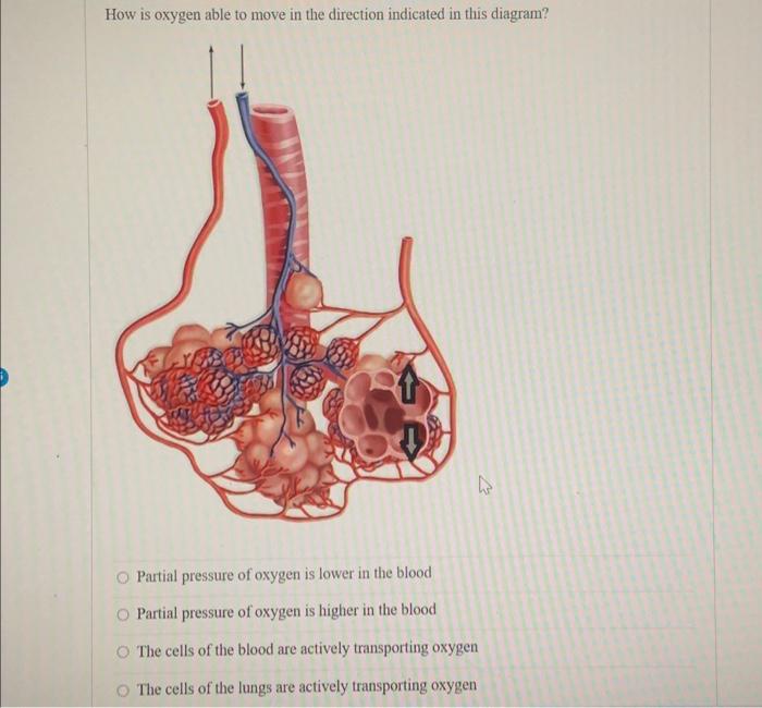 Solved How is oxygen able to move in the direction indicated | Chegg.com
