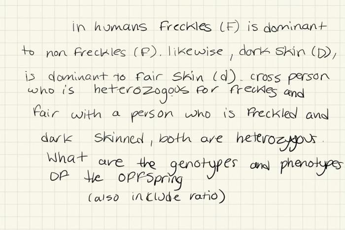 Solved in humans freckles (F) is dominant to non freckles | Chegg.com