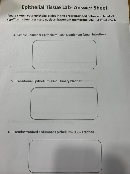 Solved Epithelial Tissue Lab- Answer Sheet Please sketch | Chegg.com