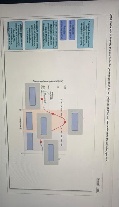 Drag the labels to identify the events in the | Chegg.com