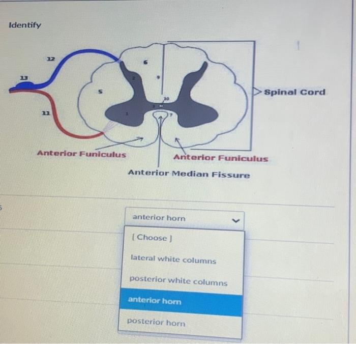 Solved Identify 12 is Spinal Cord נו Anterior Funiculus | Chegg.com