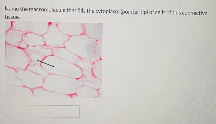 Solved Cells (pointer tip) that make the protein fibers of | Chegg.com