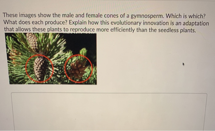 Solved These images show the male and female cones of a | Chegg.com