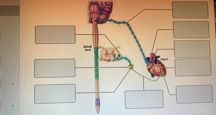 Solved Spinal cord Heart Postganglionic sympathetic axon | Chegg.com