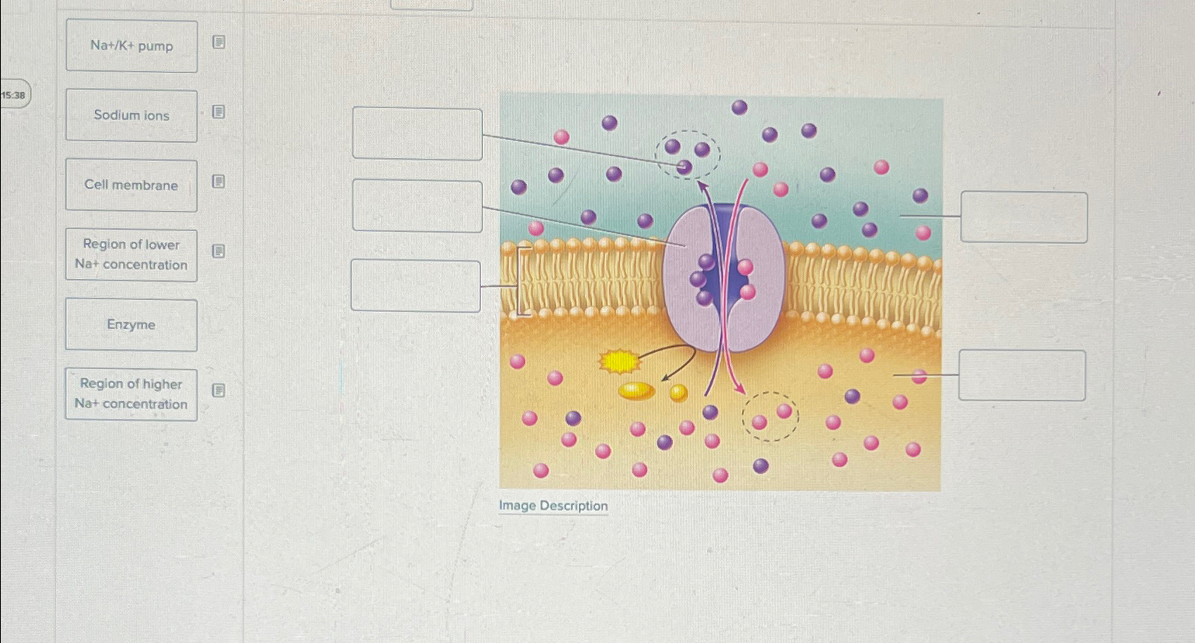 Solved Region of lower Na+ ﻿concentrationRegion of higher | Chegg.com
