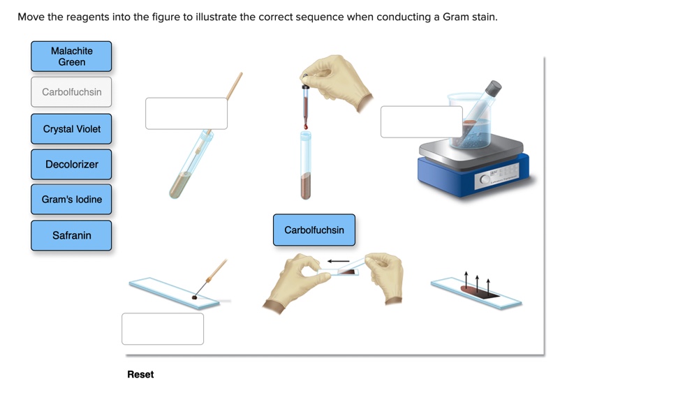Solved Move the reagents into the figure to illustrate the | Chegg.com