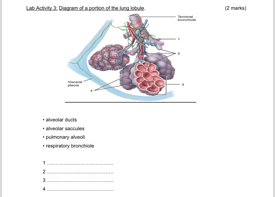 Solved Lab Activity 3: Diagram of a portion of the lung | Chegg.com