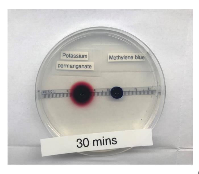 Solved Lab 3: Cell Physiology Simple Diffusion Experiment | Chegg.com