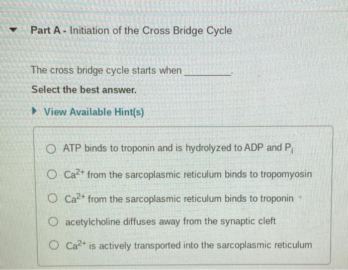 Solved Part A Initiation of the Cross Bridge Cycle C The | Chegg.com