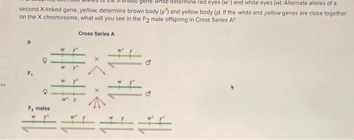 Solved second X-linked gene, yellow, determine brown body | Chegg.com