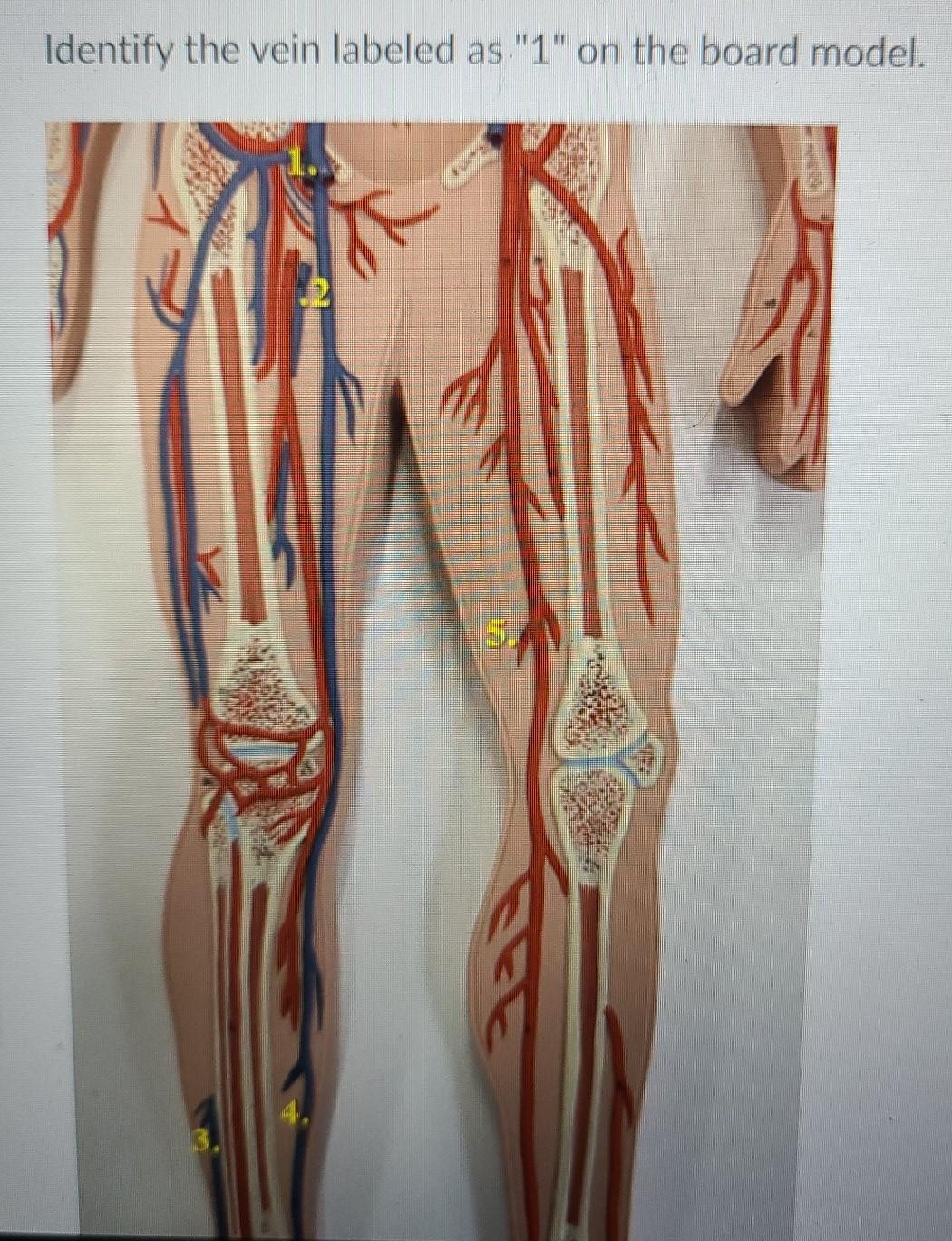 Solved Identify the vein labeled as "1" on the board model. | Chegg.com