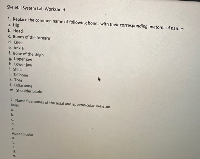 Solved Skeletal System Lab Worksheet 1. Replace the common | Chegg.com