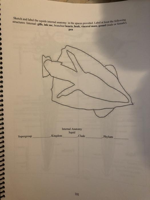 Solved Sketch and label the squids internal anatomy in the | Chegg.com