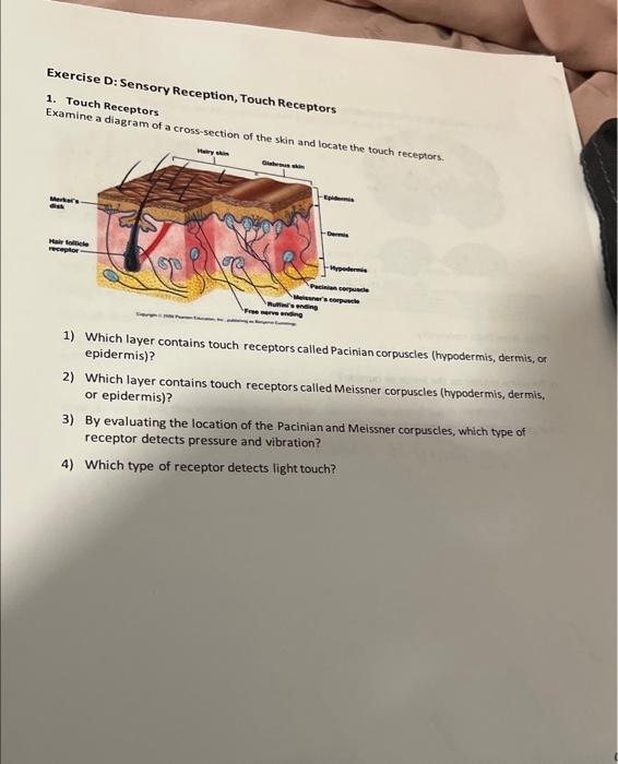 Solved Exercise D: Sensory Reception, Touch Receptors 1. | Chegg.com