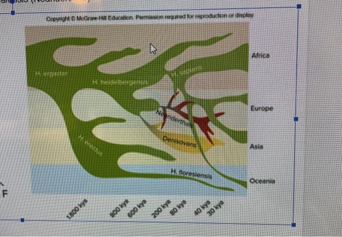 Part II: Human evolution A cladogram (not drawn to | Chegg.com