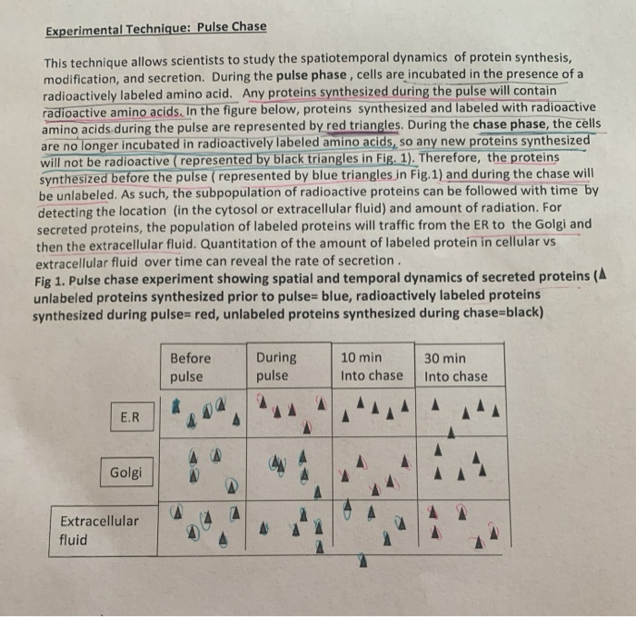 Solved Experimental Technique: Pulse Chase This technique | Chegg.com