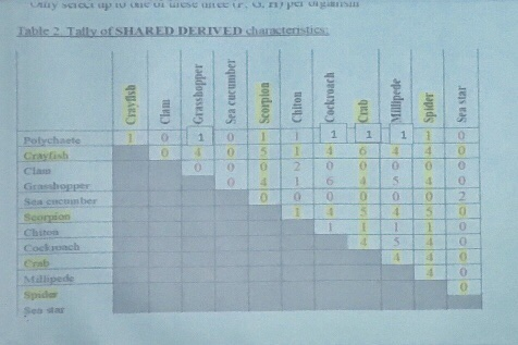 Table 1. Derived characteristics: Polychaete Crayfish | Chegg.com