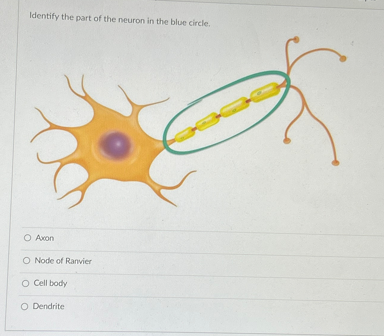 Solved Identify the part of the neuron in the blue | Chegg.com