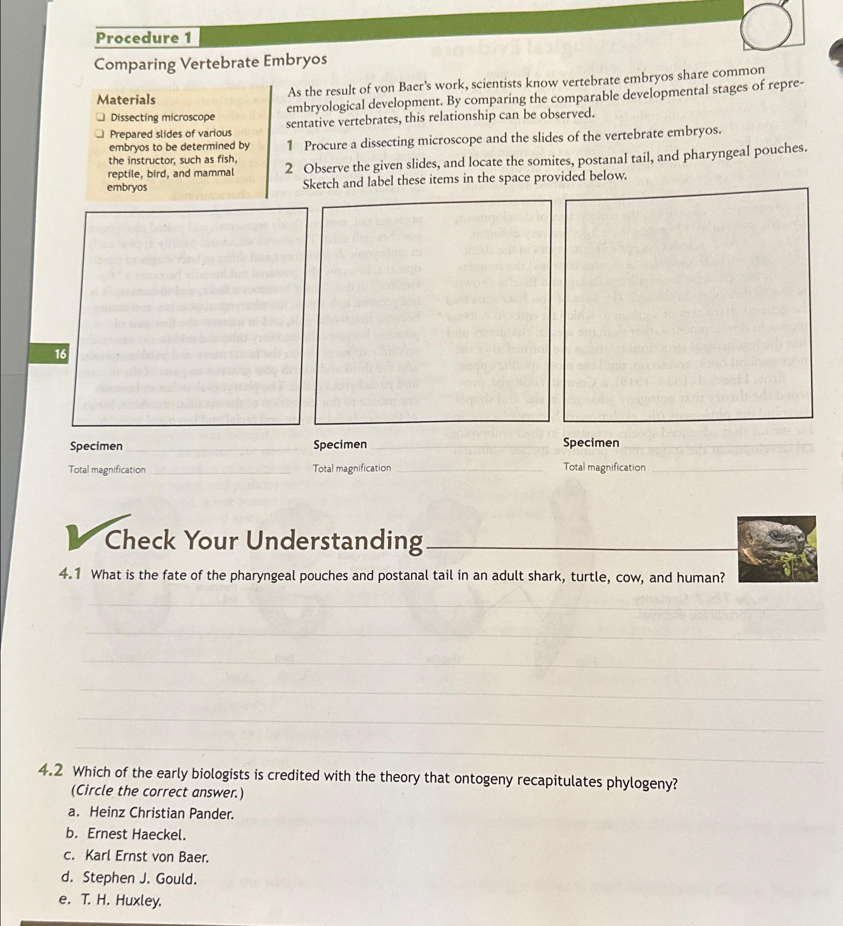 Solved Procedure 1Comparing Vertebrate | Chegg.com