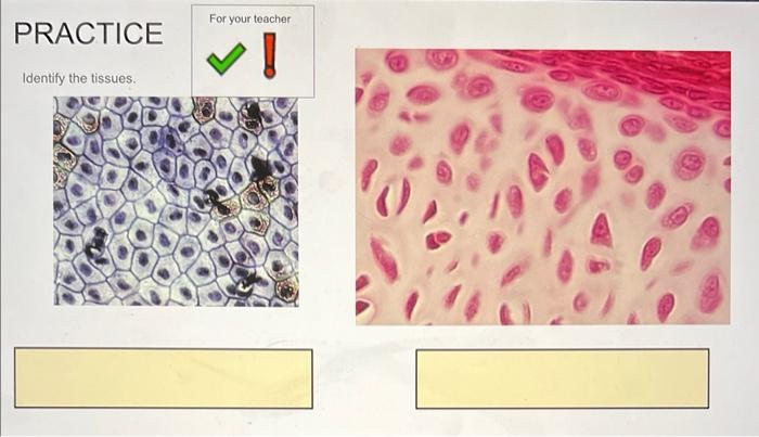 Solved PRACTICE Identify the tissues. | Chegg.com