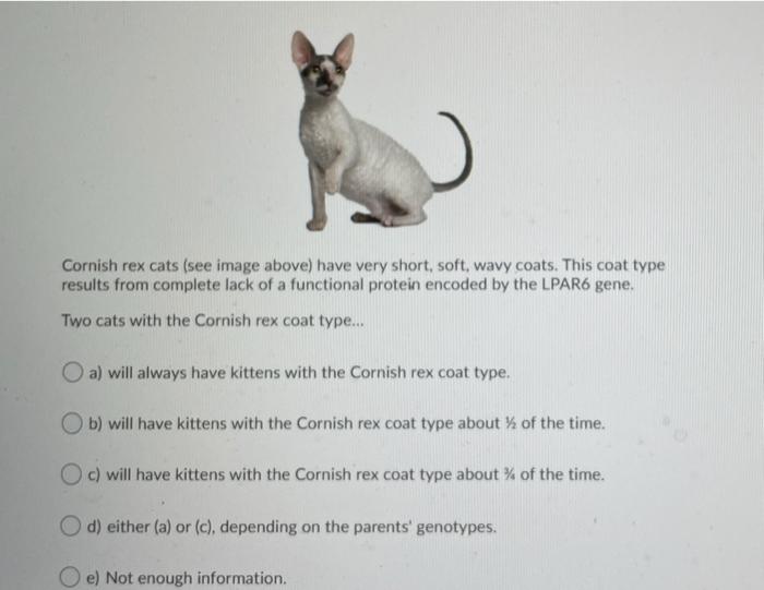 Solved Cornish rex cats (see image above) have very short, | Chegg.com