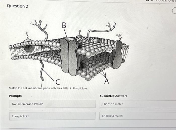 Question 2 'C I Match the cell membrane parts with | Chegg.com