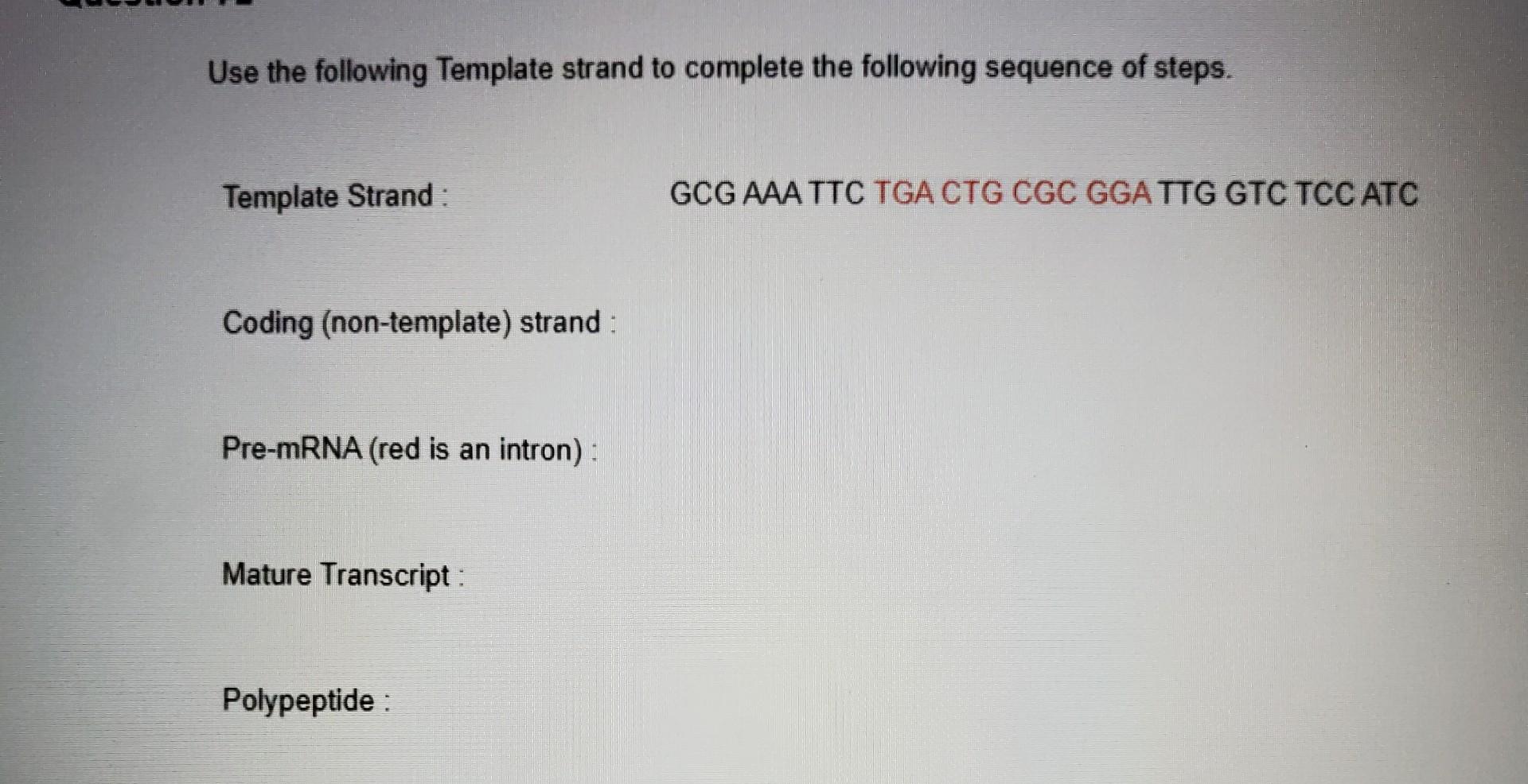Solved Use the following Template strand to complete the | Chegg.com