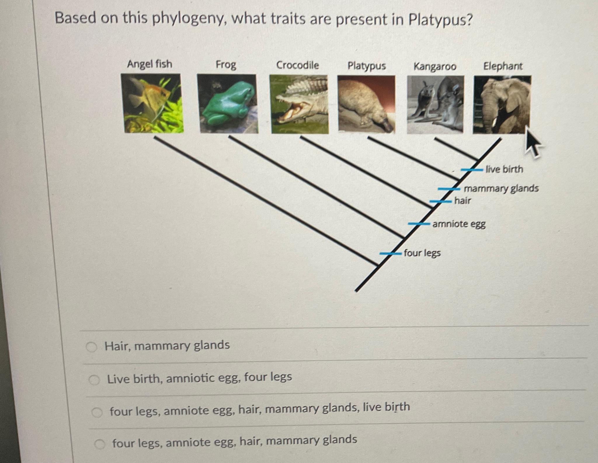 Solved Based on this phylogeny, what traits are present in | Chegg.com
