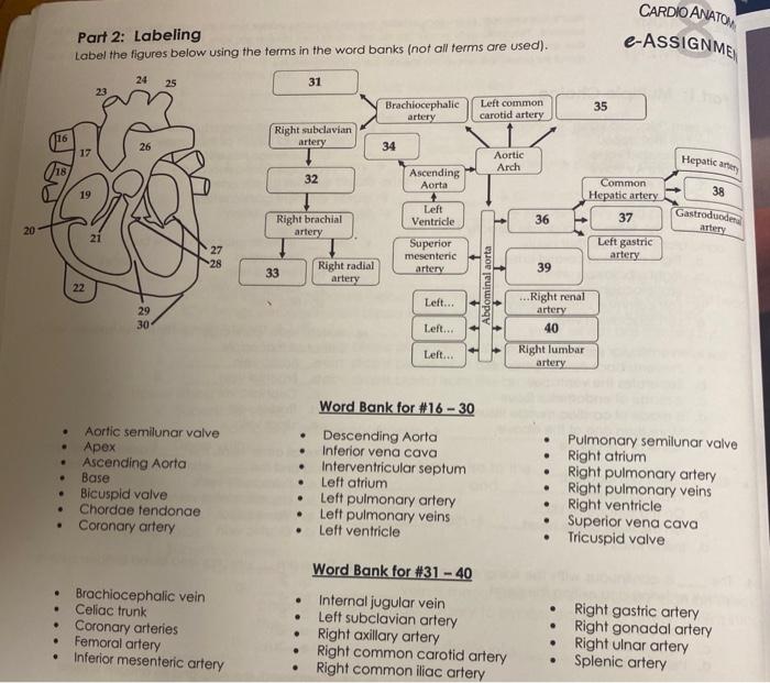 Solved Label the figures below using the terms in the word | Chegg.com