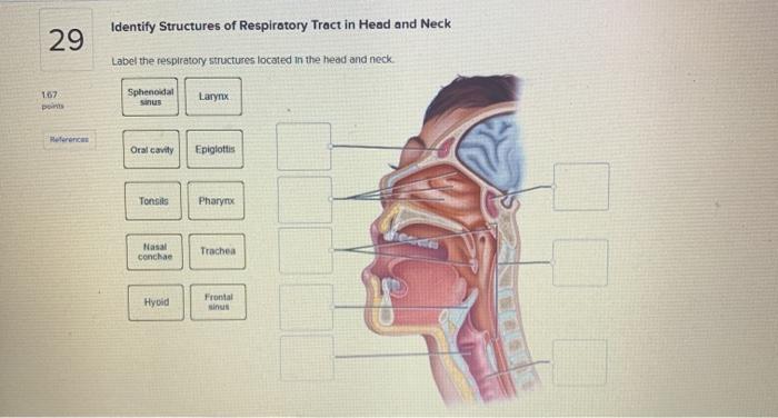 Solved Identify Structures of Respiratory Tract in Head and | Chegg.com