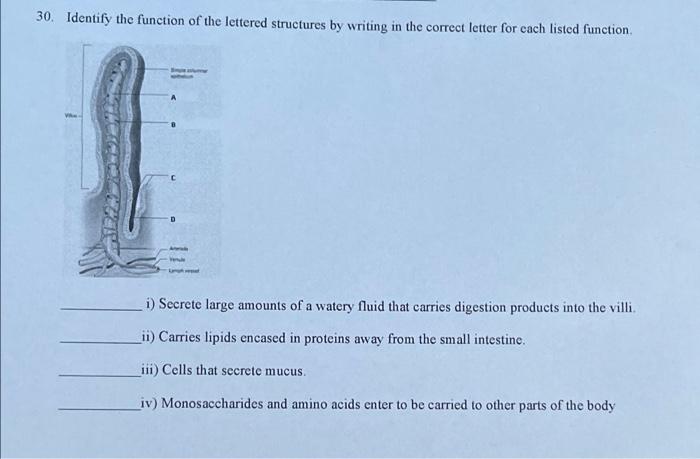 Solved 30. Identify the function of the lettered structures | Chegg.com