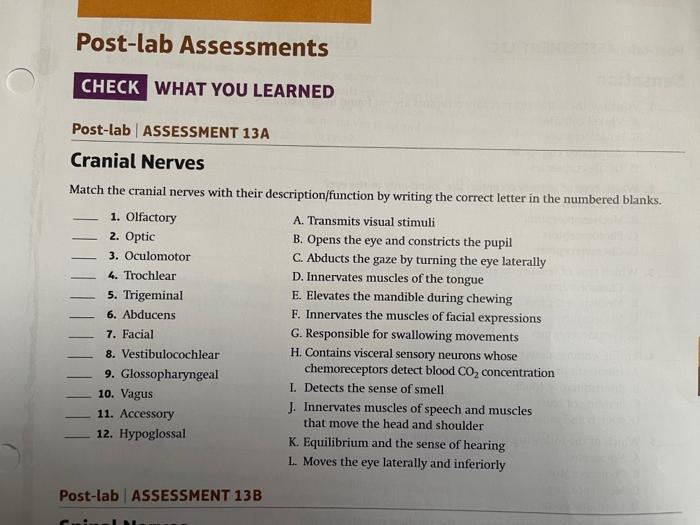 Solved Match the cranial nerves with their | Chegg.com