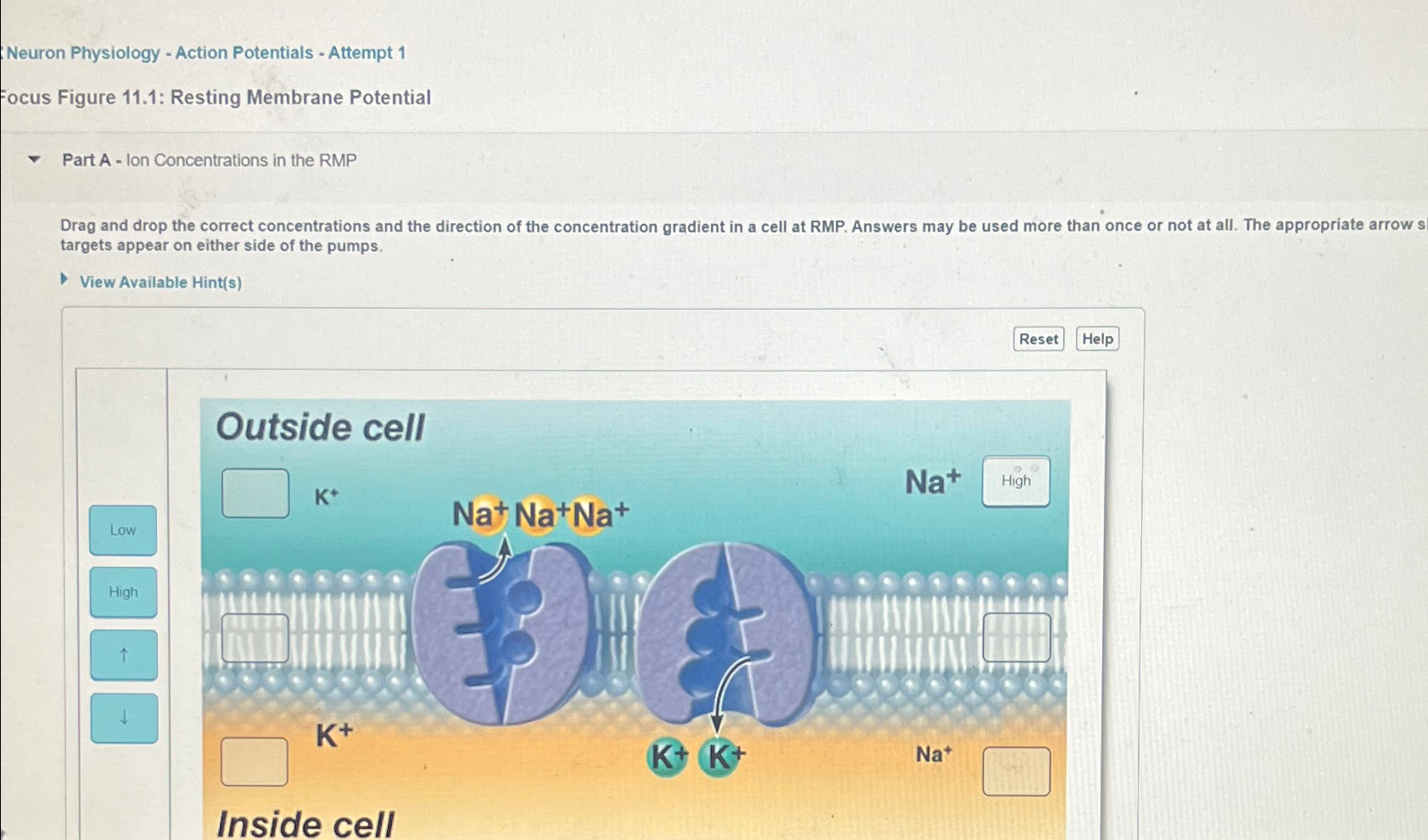 Solved Neuron Physiology - ﻿Action Potentials - ﻿Attempt | Chegg.com