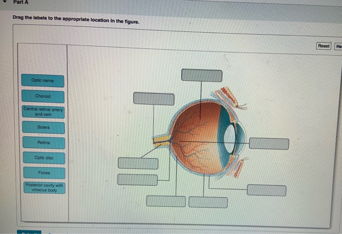 Solved Part A Drag the labels to the appropriate location in | Chegg.com