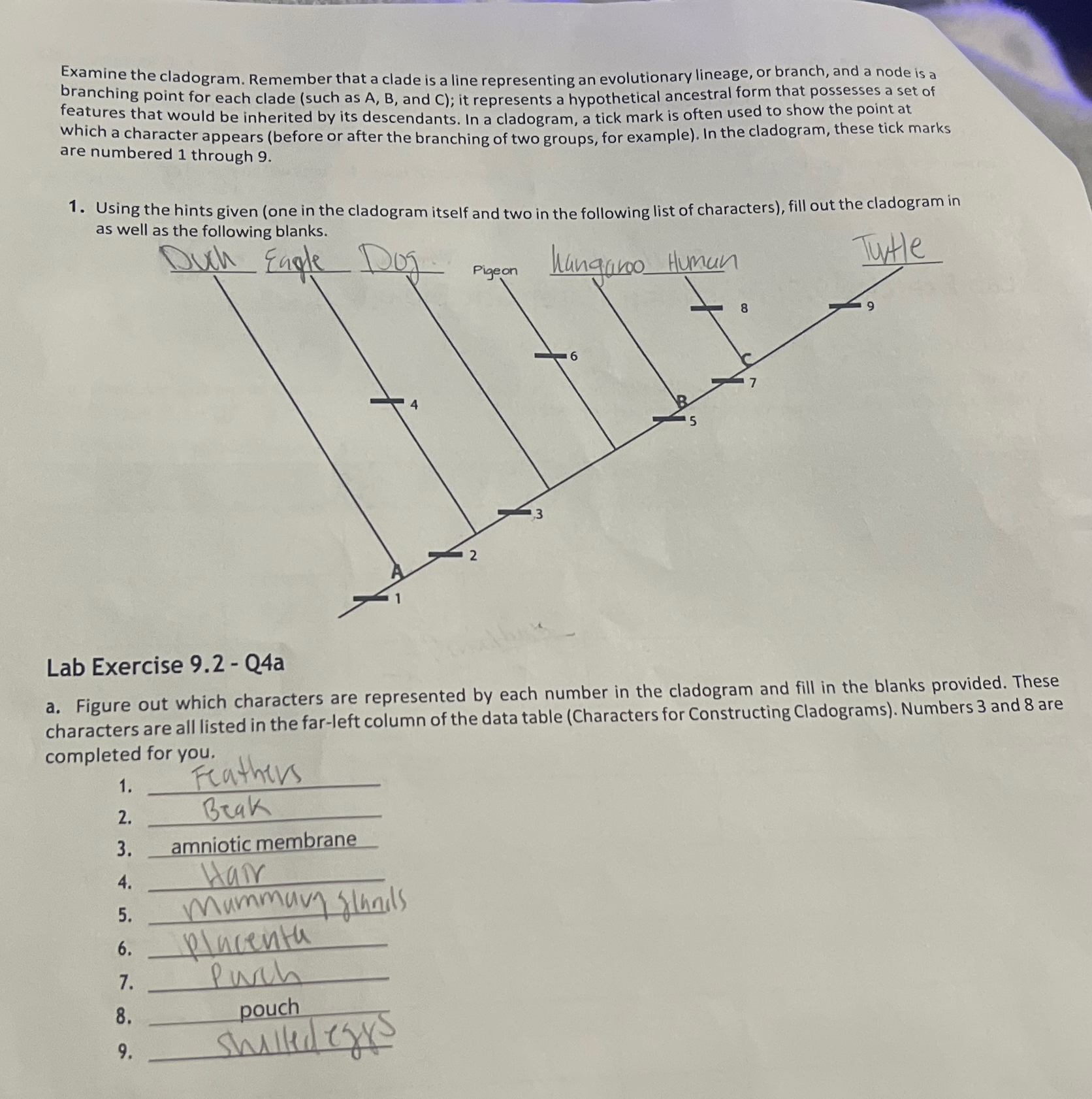 Solved Examine the cladogram. Remember that a clade is a | Chegg.com
