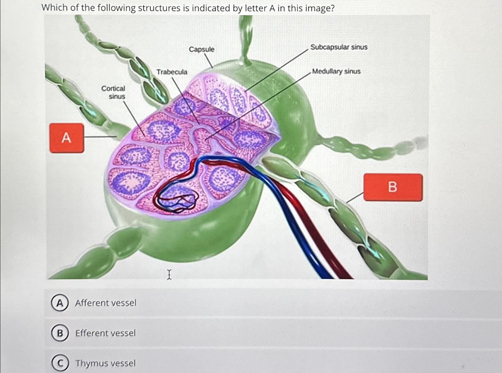 Solved Which of the following structures is indicated by | Chegg.com
