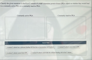 Solved Classify the given mutubions in the R or C subunit of | Chegg.com