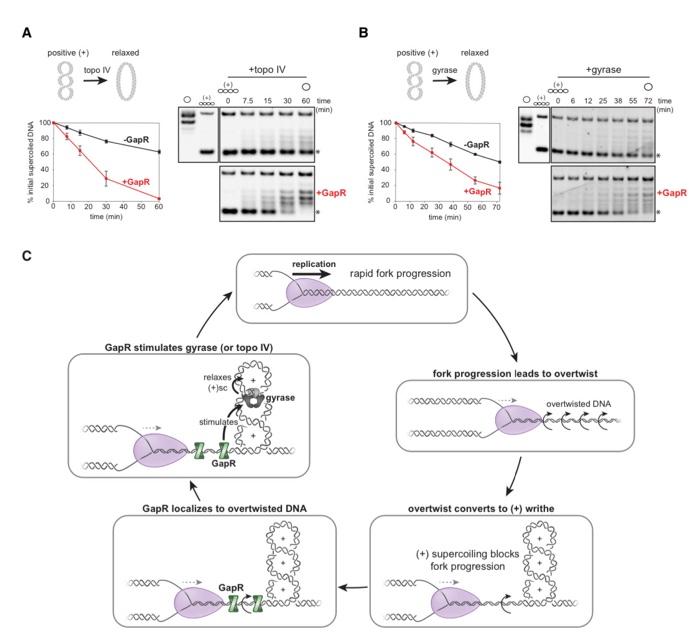Solved A B positive (+) relaxed topo IV positive (+) relaxed | Chegg.com