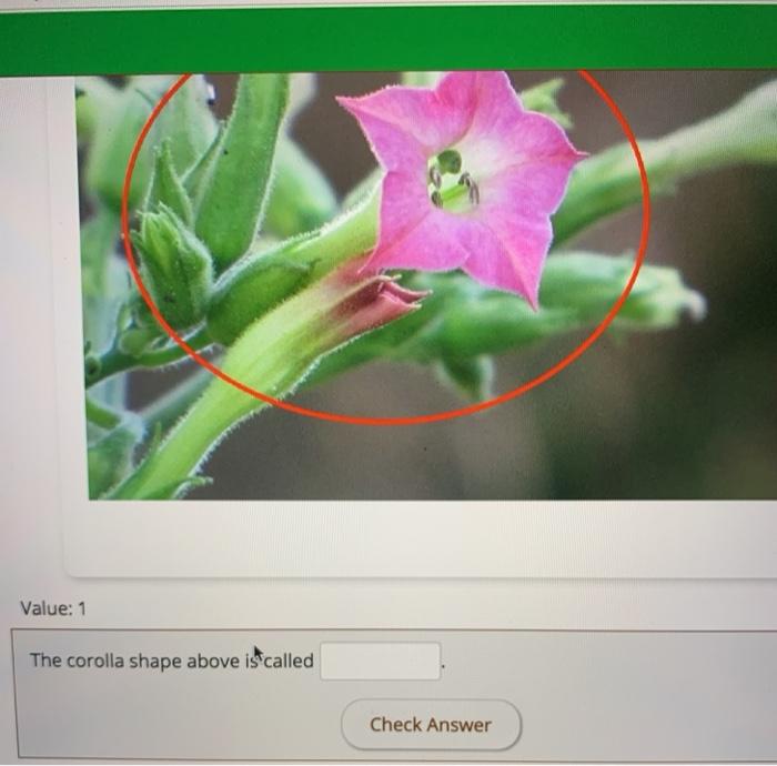 Solved Value: 1 The corolla shape above is called Check | Chegg.com