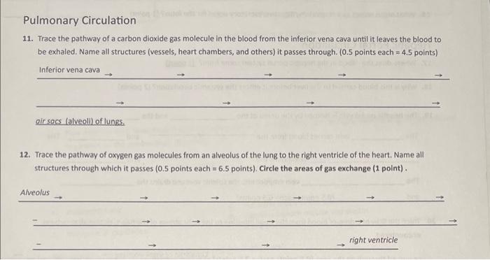 Solved 11. Trace the pathway of a carbon dioxide gas | Chegg.com