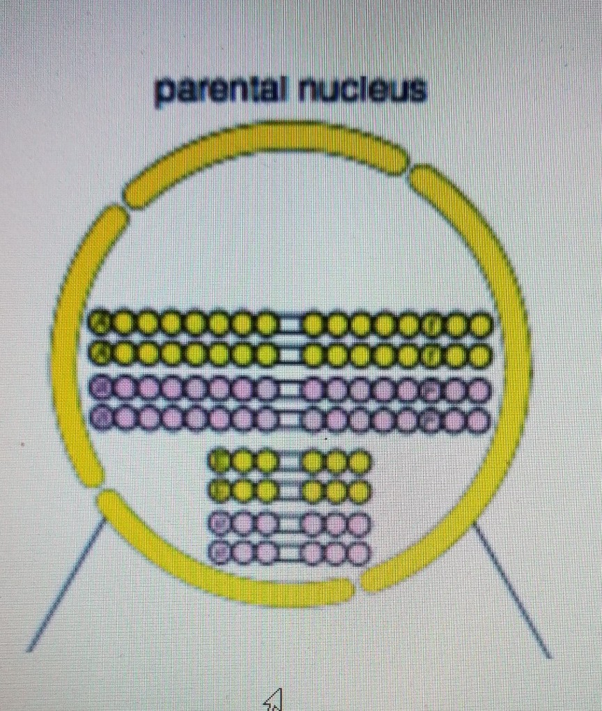 Solved What is the genotype of each gamete nucleus after | Chegg.com