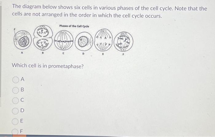 Solved The diagram below shows six cells in various phases | Chegg.com