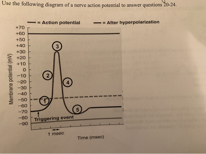Solved Use the following diagram of a nerve action potential | Chegg.com