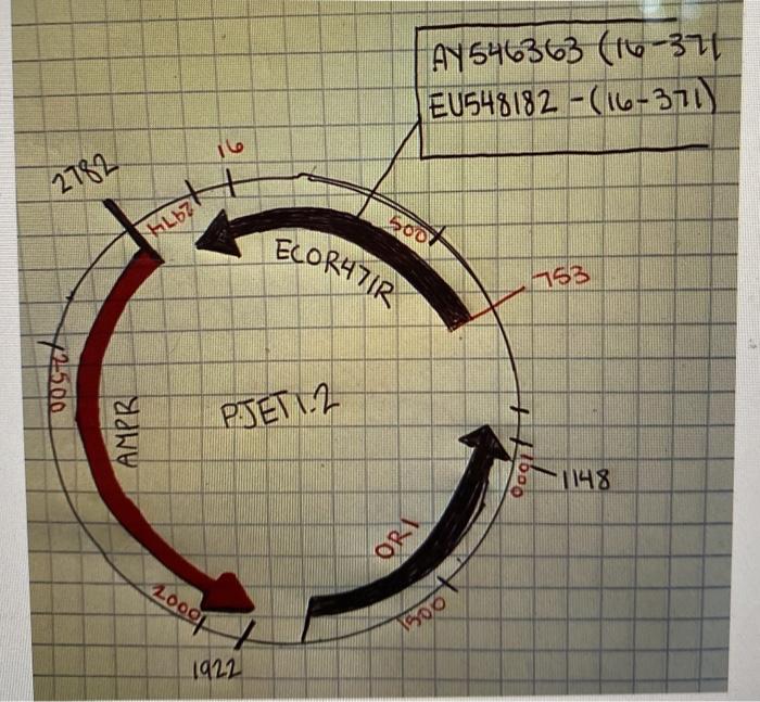 using the pJET1.2 vector map and the table, draw two | Chegg.com