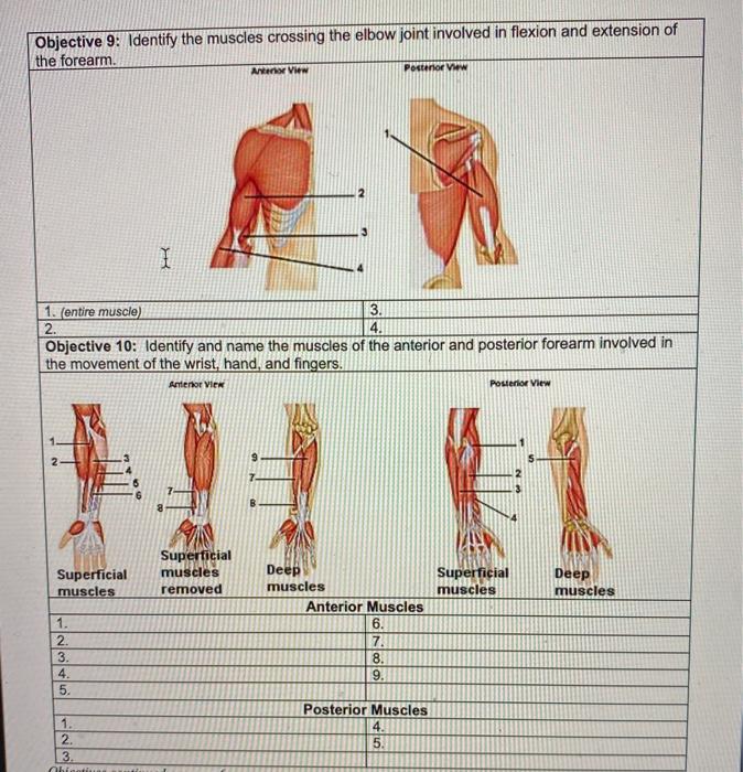 Solved Objective 9: Identify the muscles crossing the elbow | Chegg.com