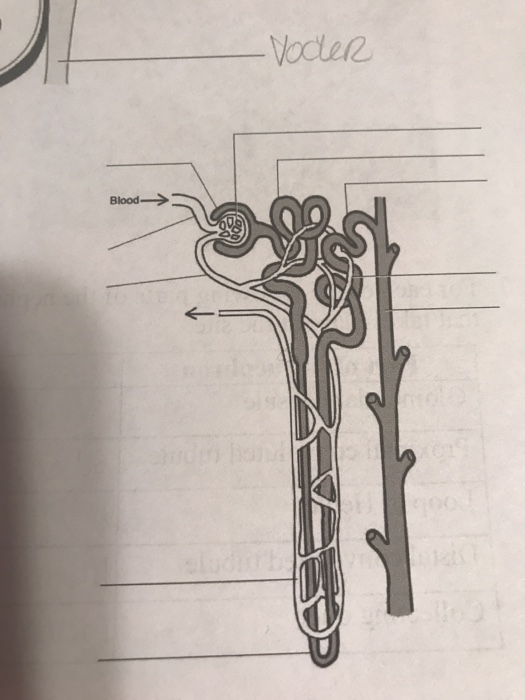 Solved Voder Blood-> | Chegg.com