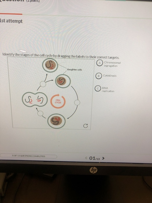 Solved Velj st attempt Identify the stages of the cell cycle | Chegg.com