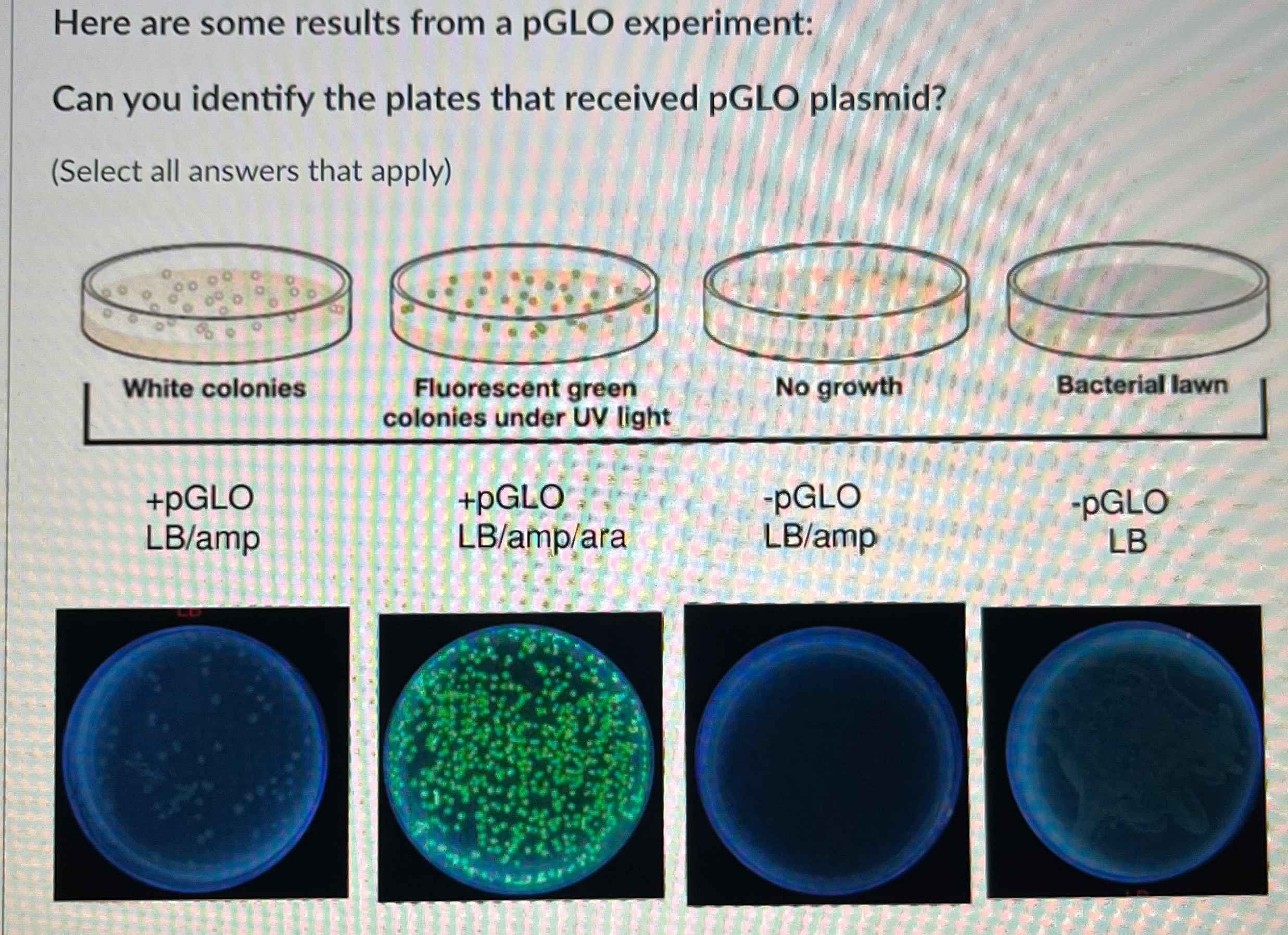 Solved Here are some results from a pGLO experiment:Can you | Chegg.com